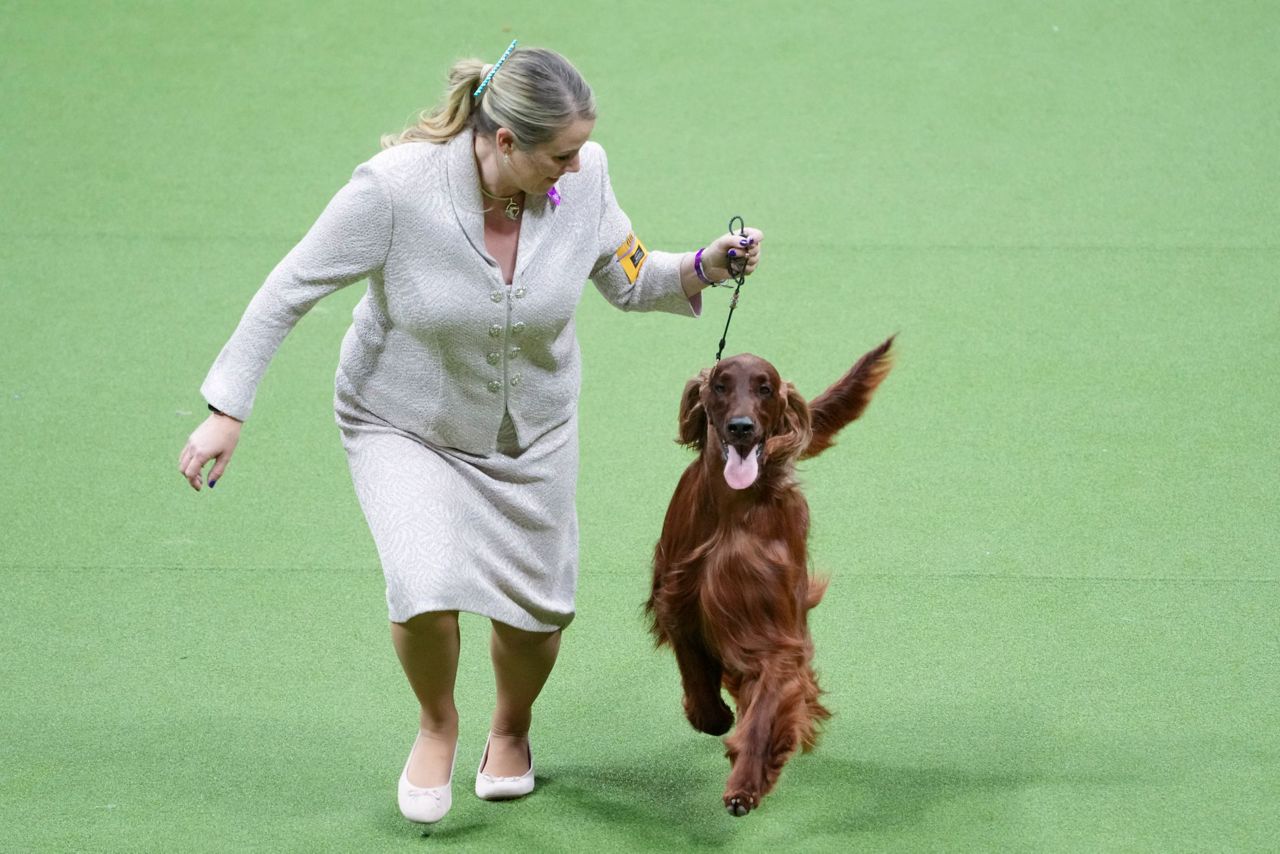 Peke, Frenchie, Aussie and, yes, PBGV make dog show finals