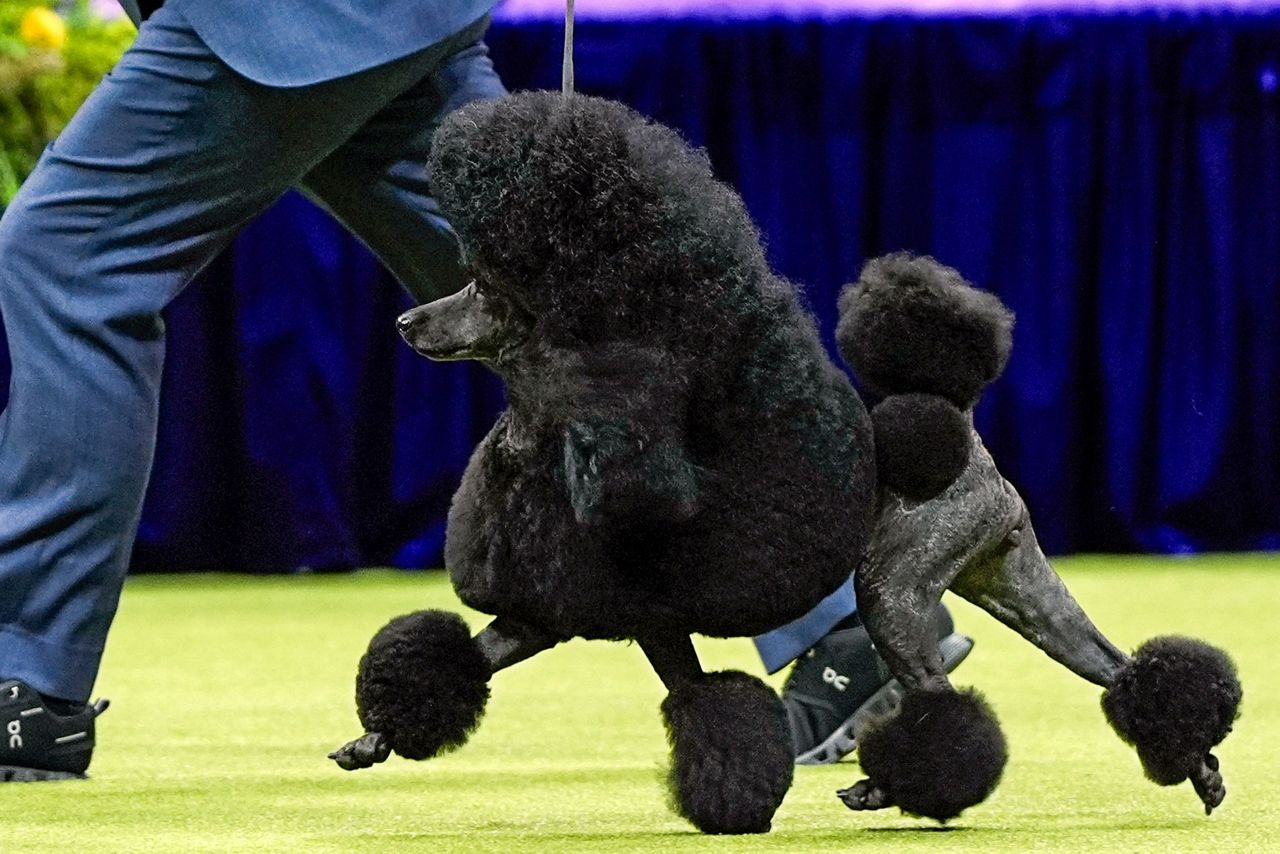 Dog Show 101: What's what at the Westminster Kennel Club