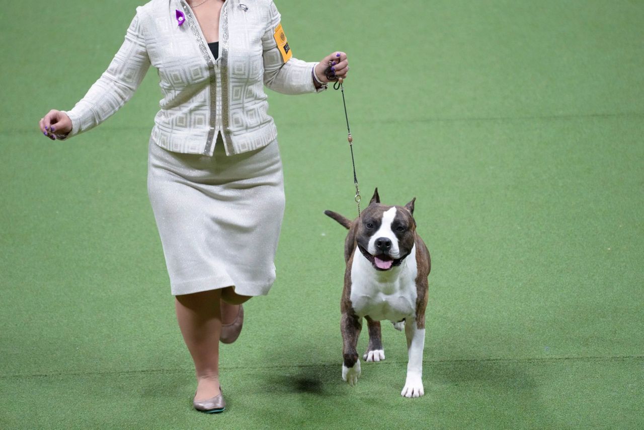 Peke, Frenchie, Aussie and, yes, PBGV make dog show finals