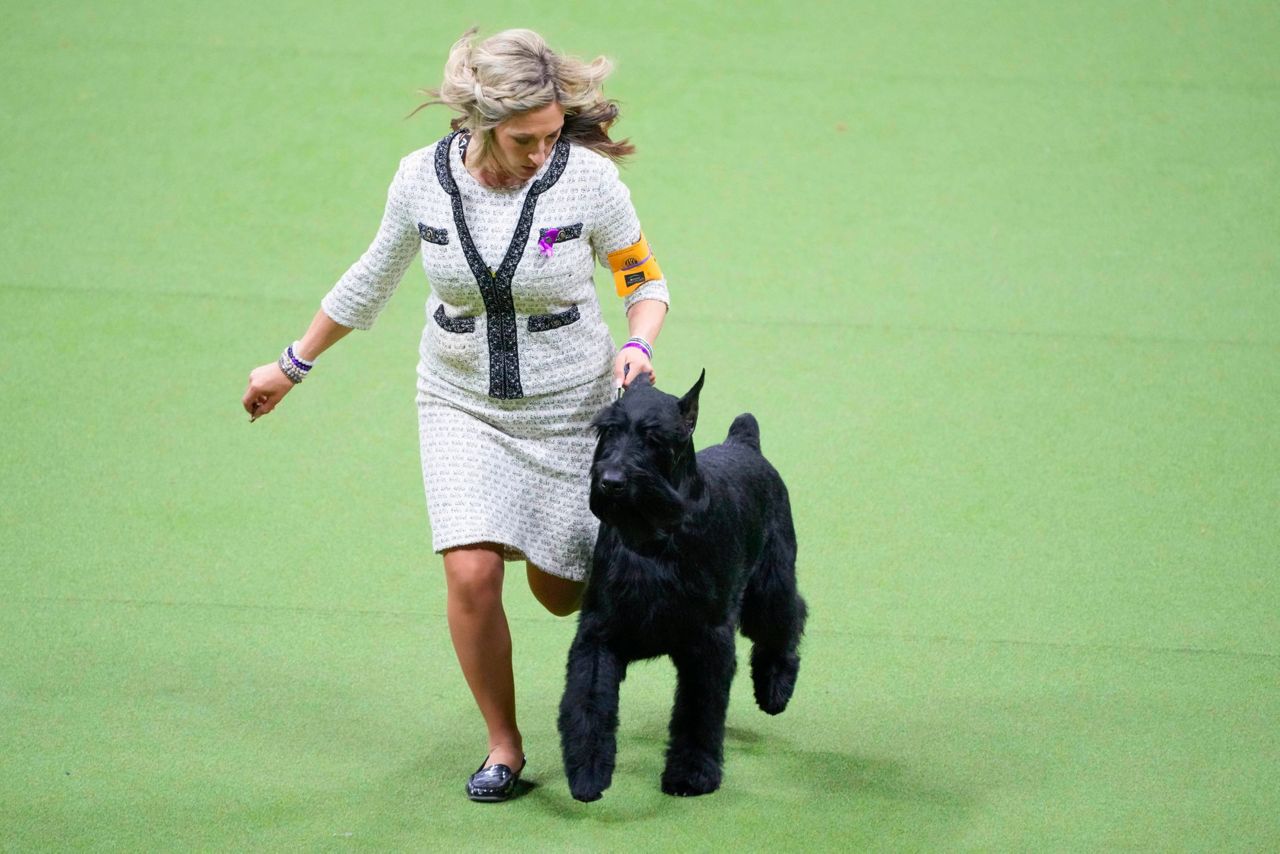 Peke, Frenchie, Aussie and, yes, PBGV make dog show finals
