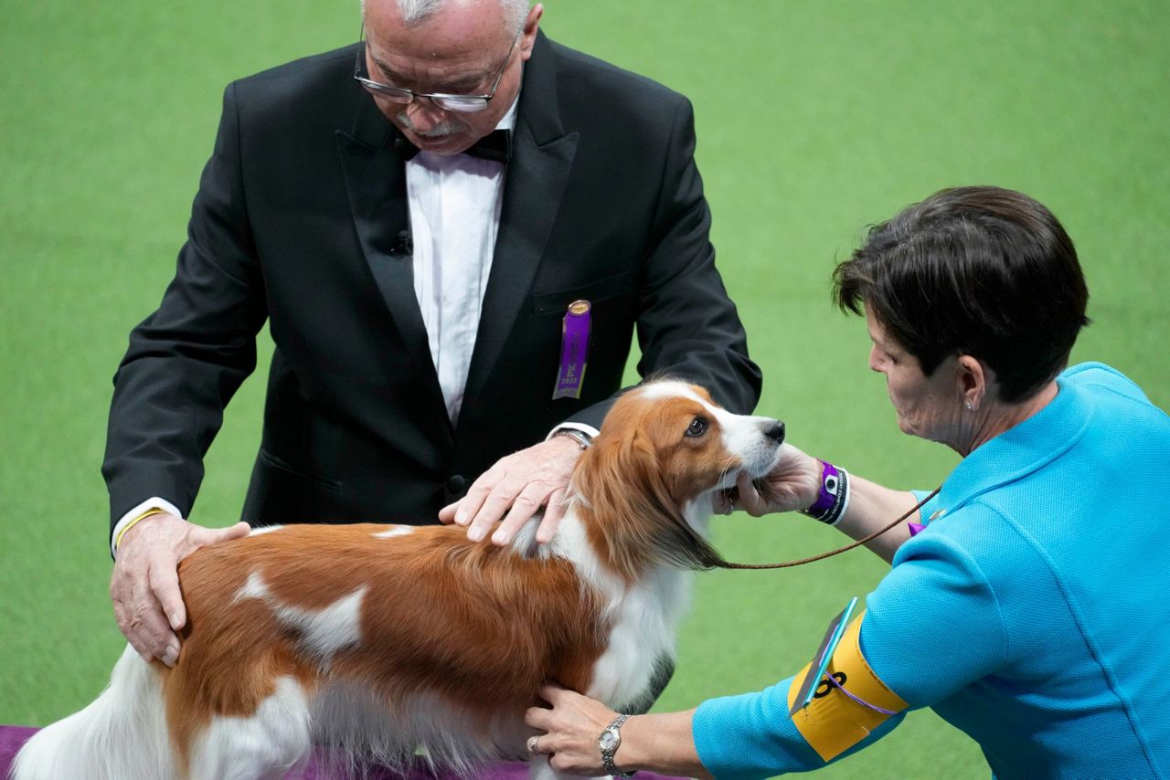 Peke, Frenchie, Aussie and, yes, PBGV make dog show finals