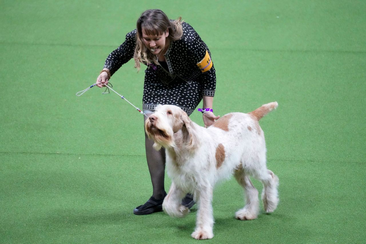 Peke, Frenchie, Aussie and, yes, PBGV make dog show finals