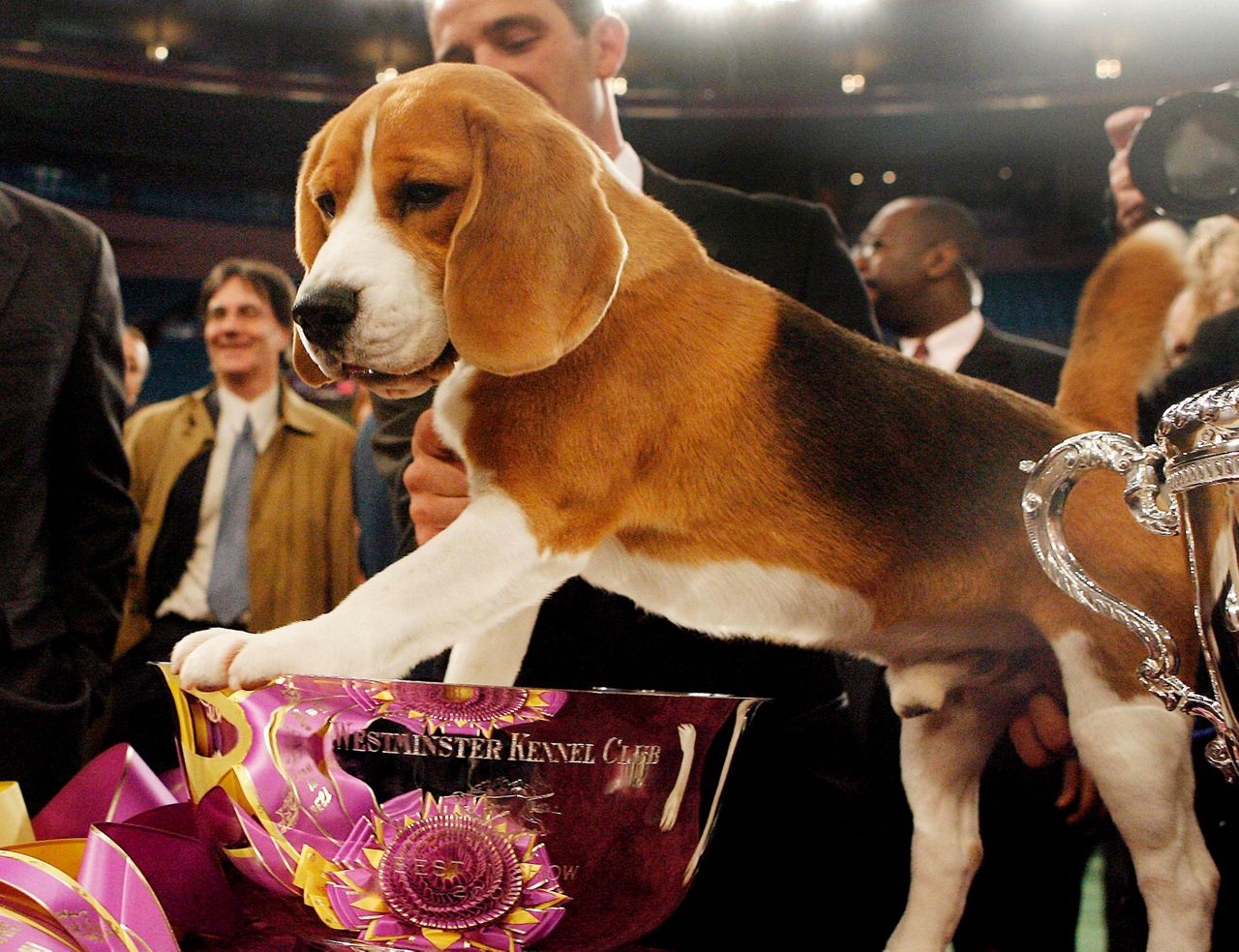 Good dogs! 20 years of covering Westminster Kennel Club show