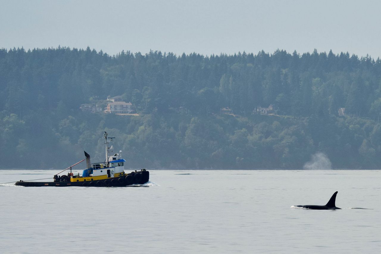 To keep whales safe, Coast Guard launches boat alert system in Seattle