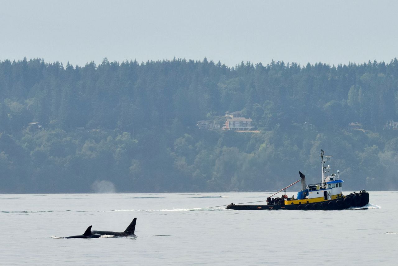 To keep whales safe, Coast Guard launches boat alert system in Seattle