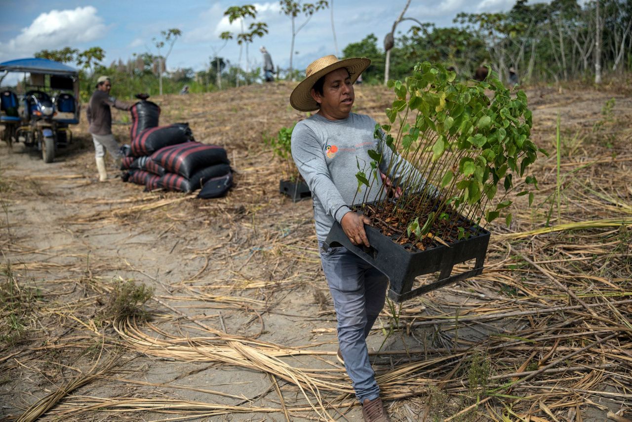 Restoring forests 1 tree at a time, to help repair climate