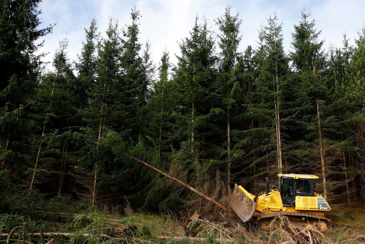 Restoring forests 1 tree at a time, to help repair climate