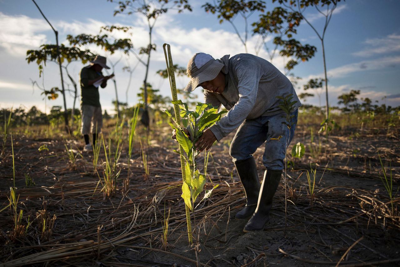 Restoring forests 1 tree at a time, to help repair climate