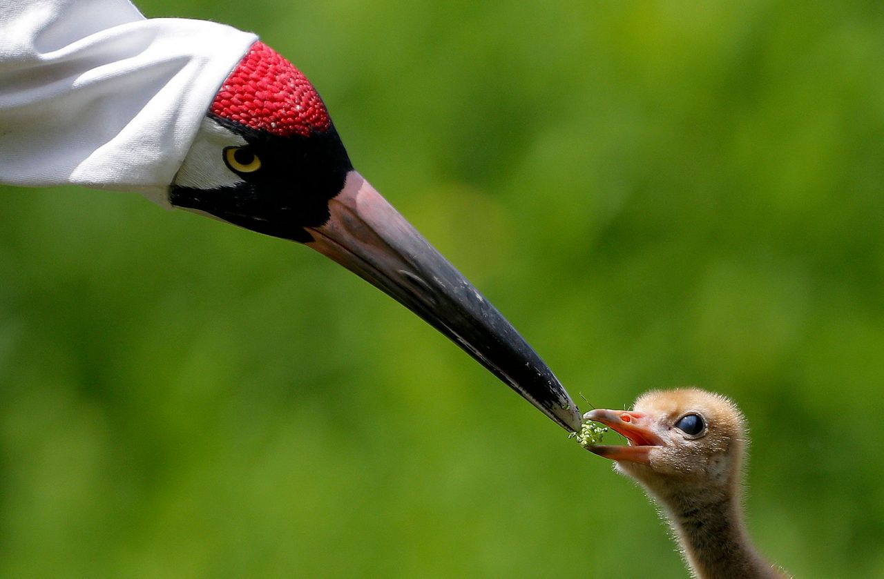 Record 8 fledged chicks for Louisiana's wild 'whoopers'