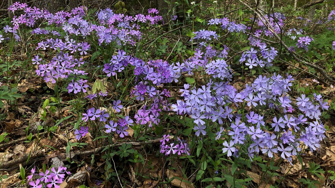 Exploring Ohio: Wildflower Bloom Report