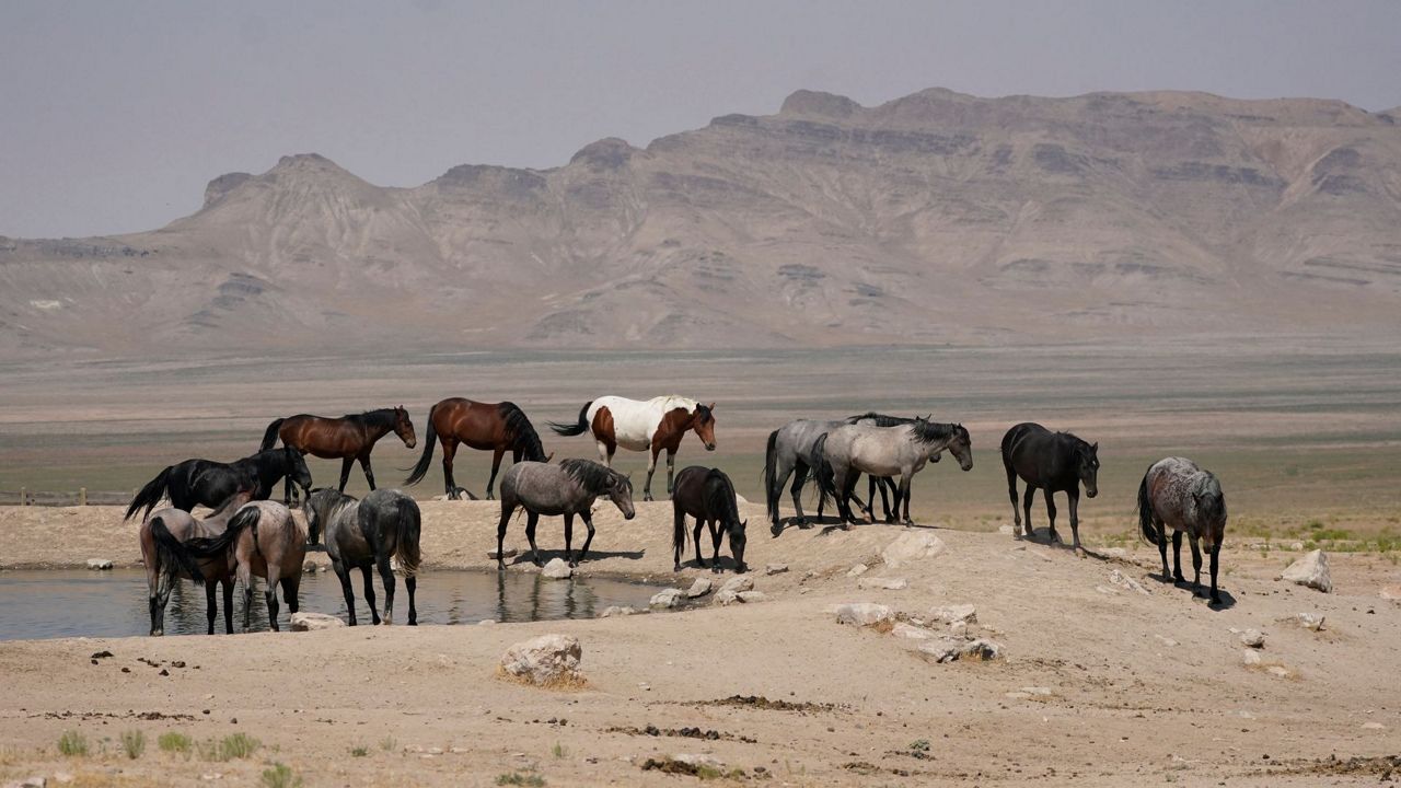 Mustang roundups fuel deepening debate as drought grips West