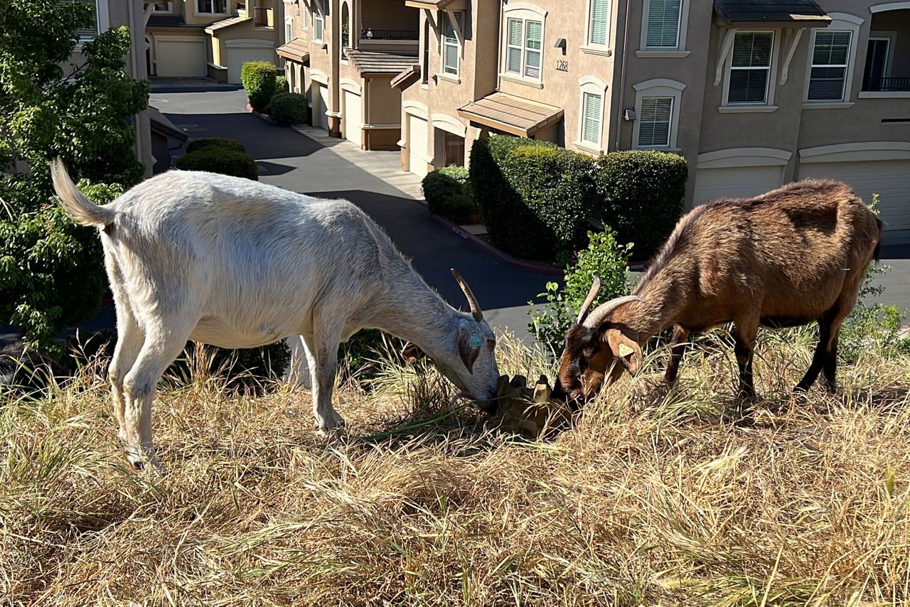 No kidding: California overtime law threatens use of grazing goats to ...