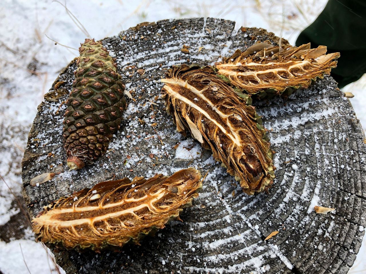 Fire-ravaged forests get help from pine cone collectors