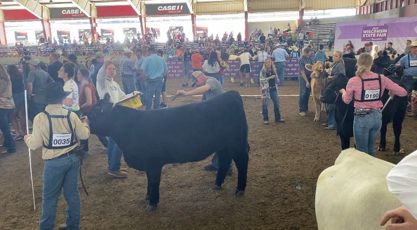 Livestock show is the highlight of the State Fair for many