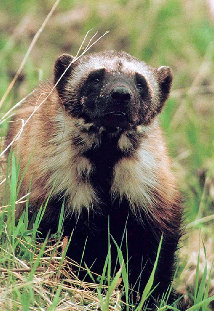 Wolverines threatened with extinction as climate change melts their ...