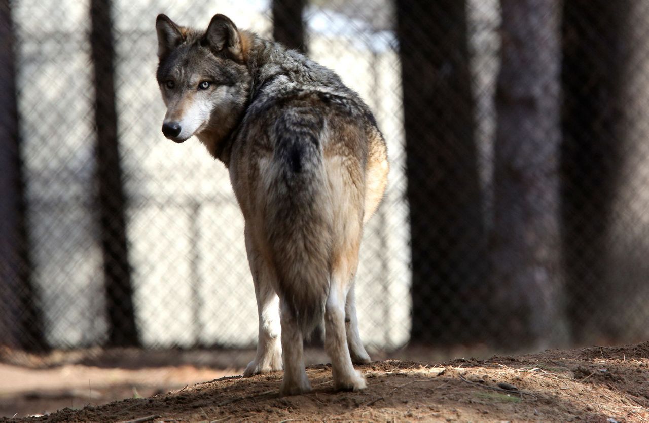 US moves to lift remaining gray wolf protections