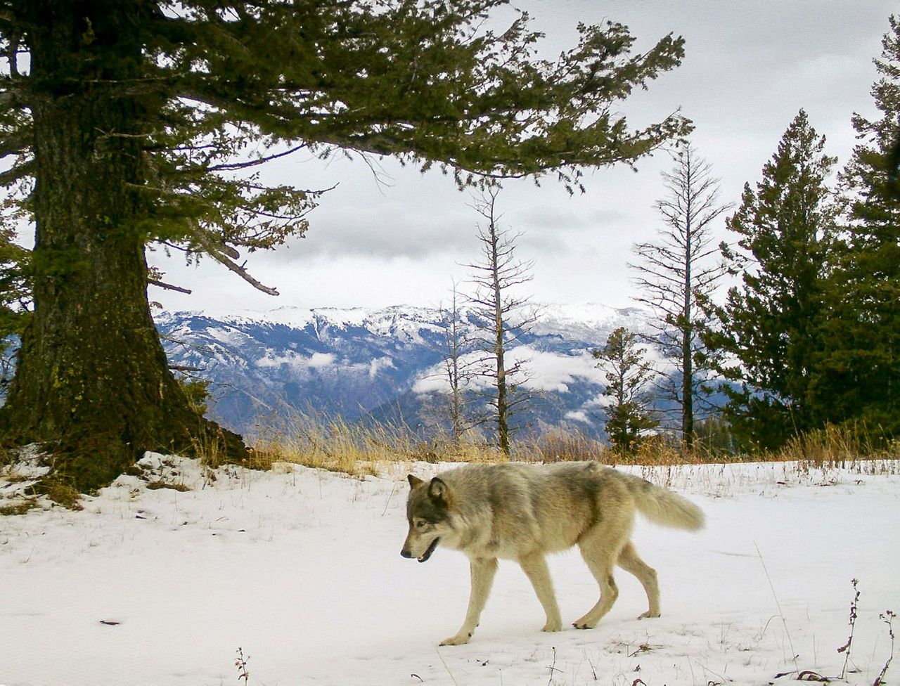 US moves to lift remaining gray wolf protections