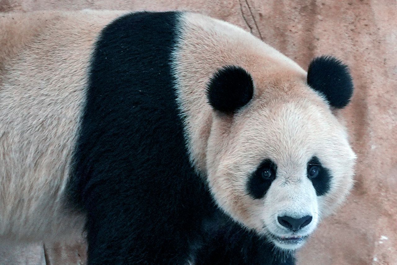 Pandas sent by China arrive in Qatar ahead of World Cup