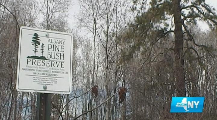 The Unique Enviroment of the Albany Pine Bush