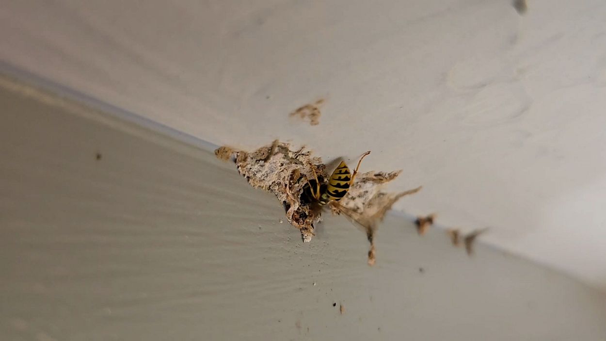 Yellow jackets breaking through walls, invading homes