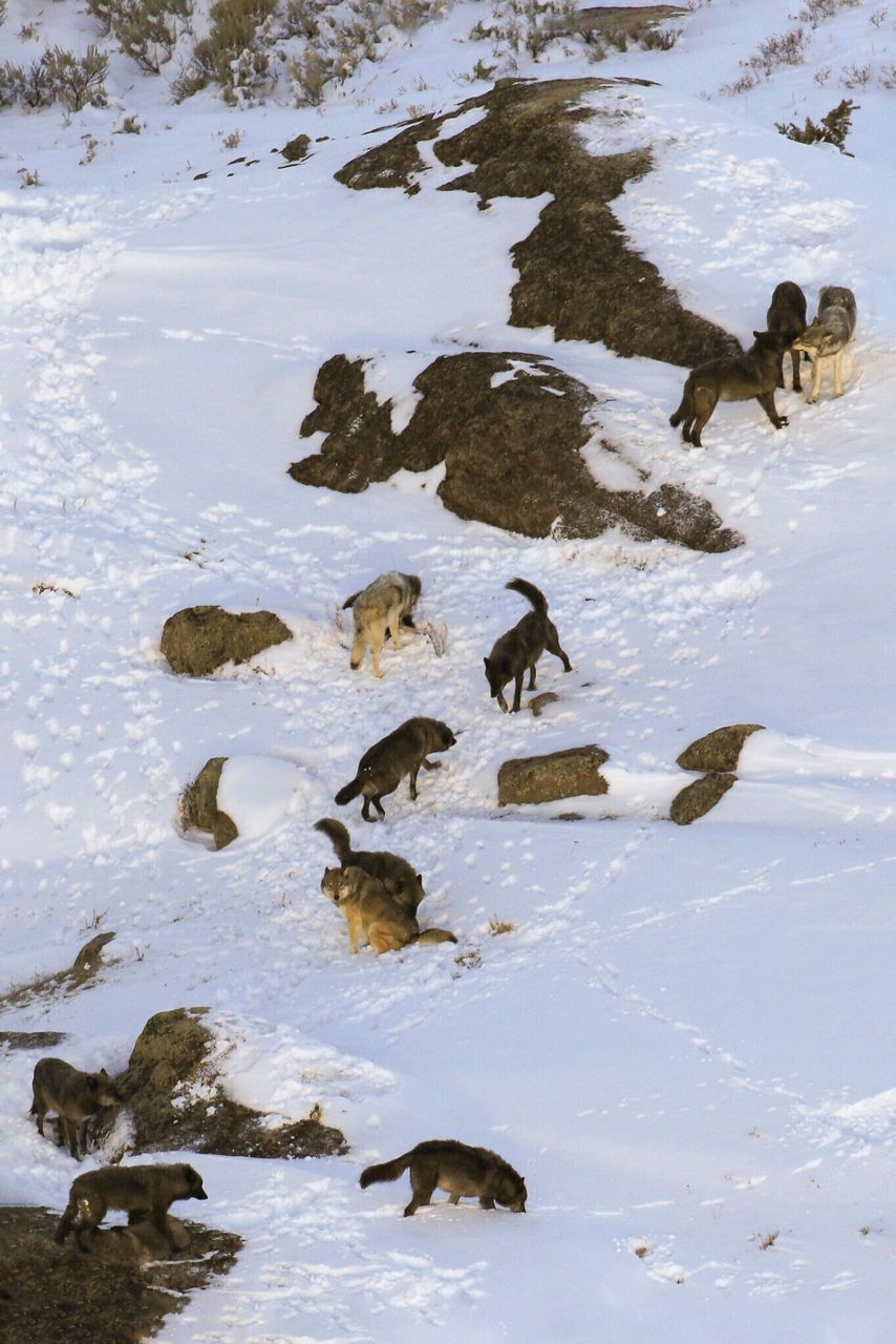 Hunters kill 20 Yellowstone wolves that roamed out of park