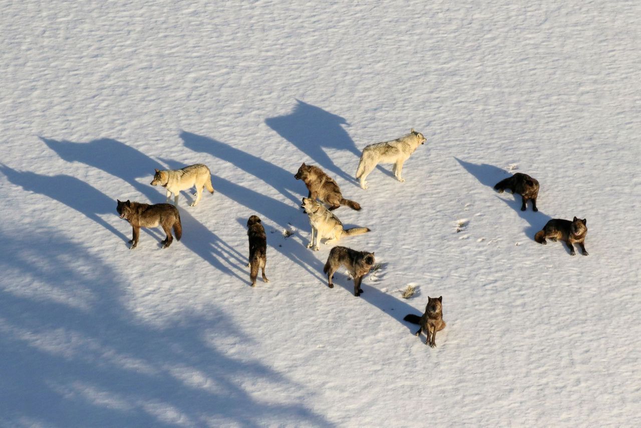 Montana weighs wolf hunt limits; 23 from Yellowstone killed