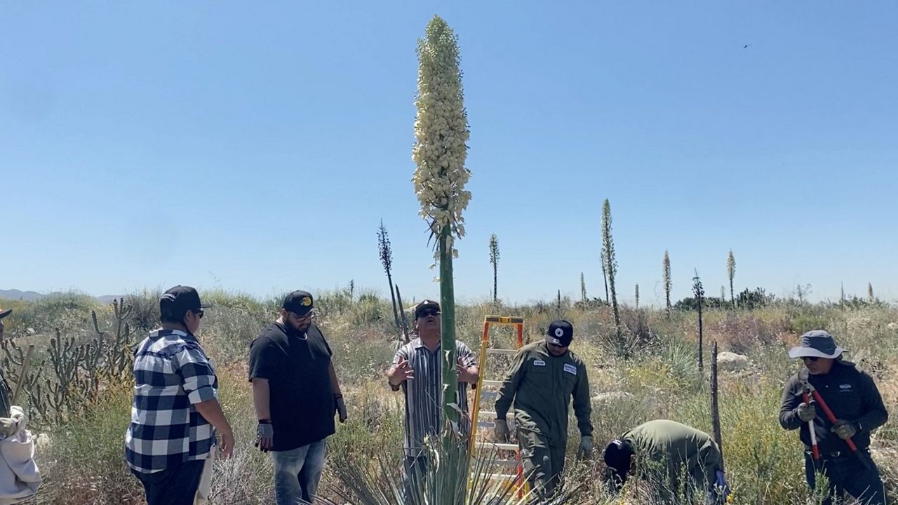 Yucca harvest threatened by climate change