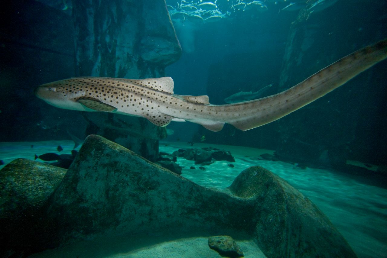 SEA LIFE San Antonio’s new sharks named after Spurs legends