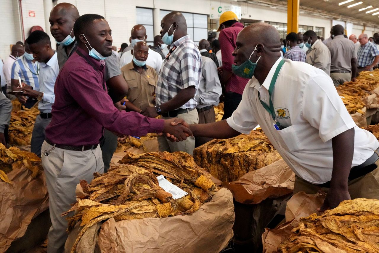Zimbabwe's tobacco crop grows, despite high fertilizer costs