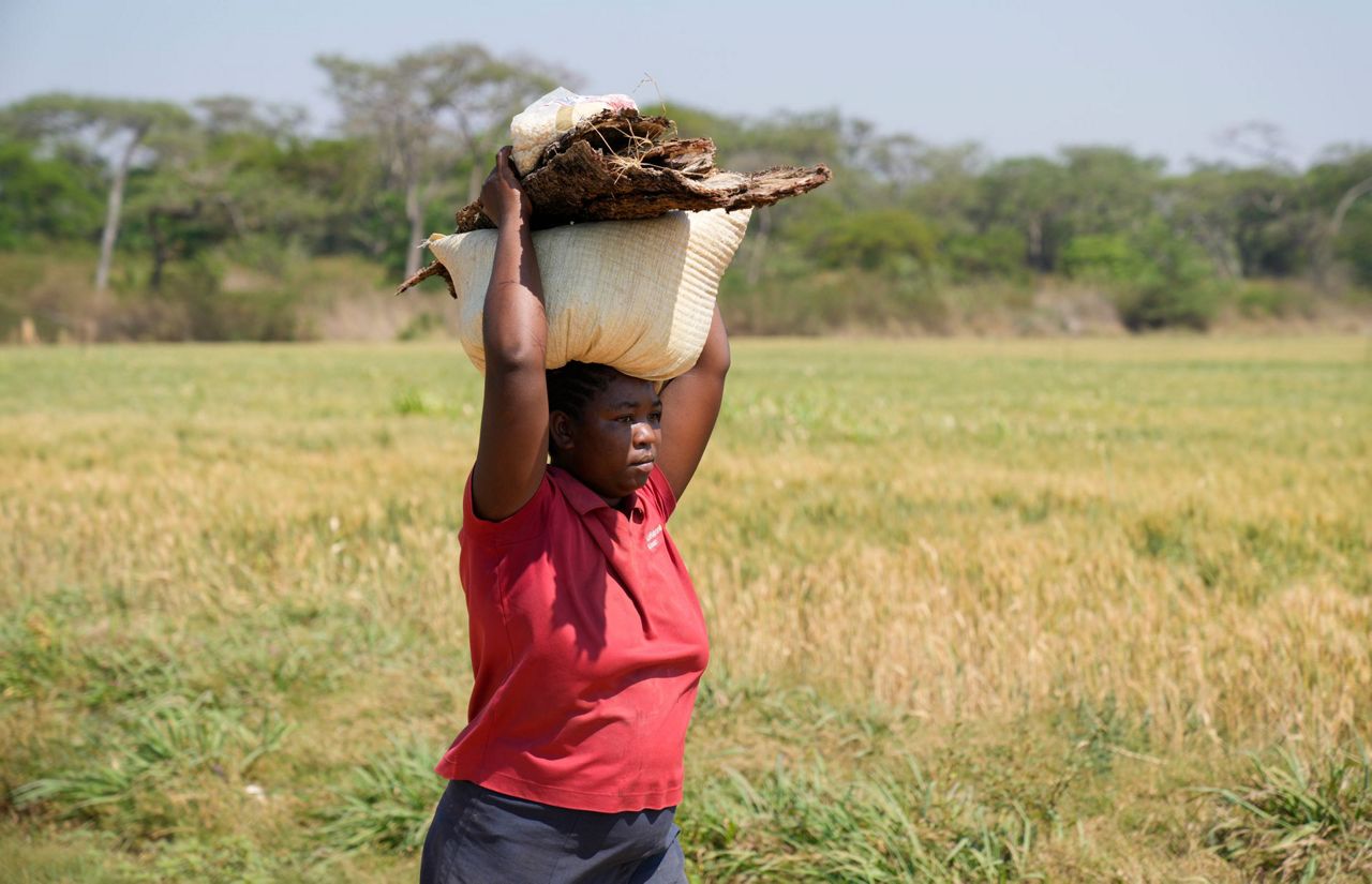 Zimbabwe's focus on wheat set to yield biggest-ever harvest