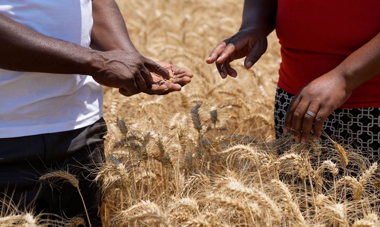 Zimbabwe's focus on wheat set to yield biggest-ever harvest
