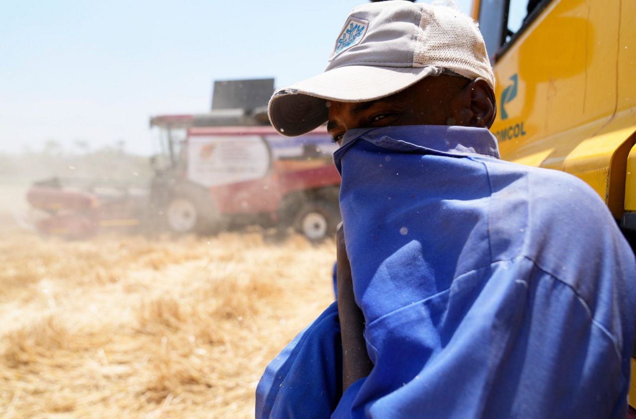 Zimbabwe's focus on wheat set to yield biggest-ever harvest