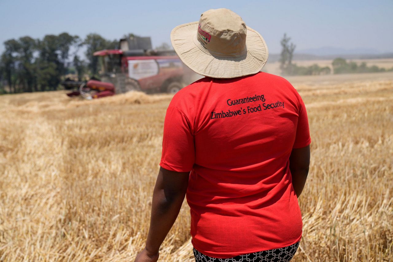 Zimbabwe's focus on wheat set to yield biggest-ever harvest