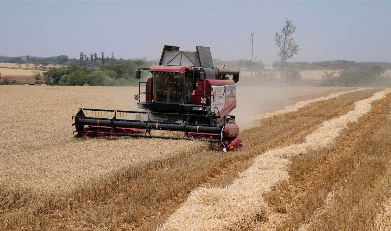 Zimbabwe's focus on wheat set to yield biggest-ever harvest
