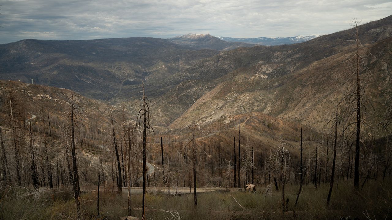 Climate change is turning California forests into 'zombies'
