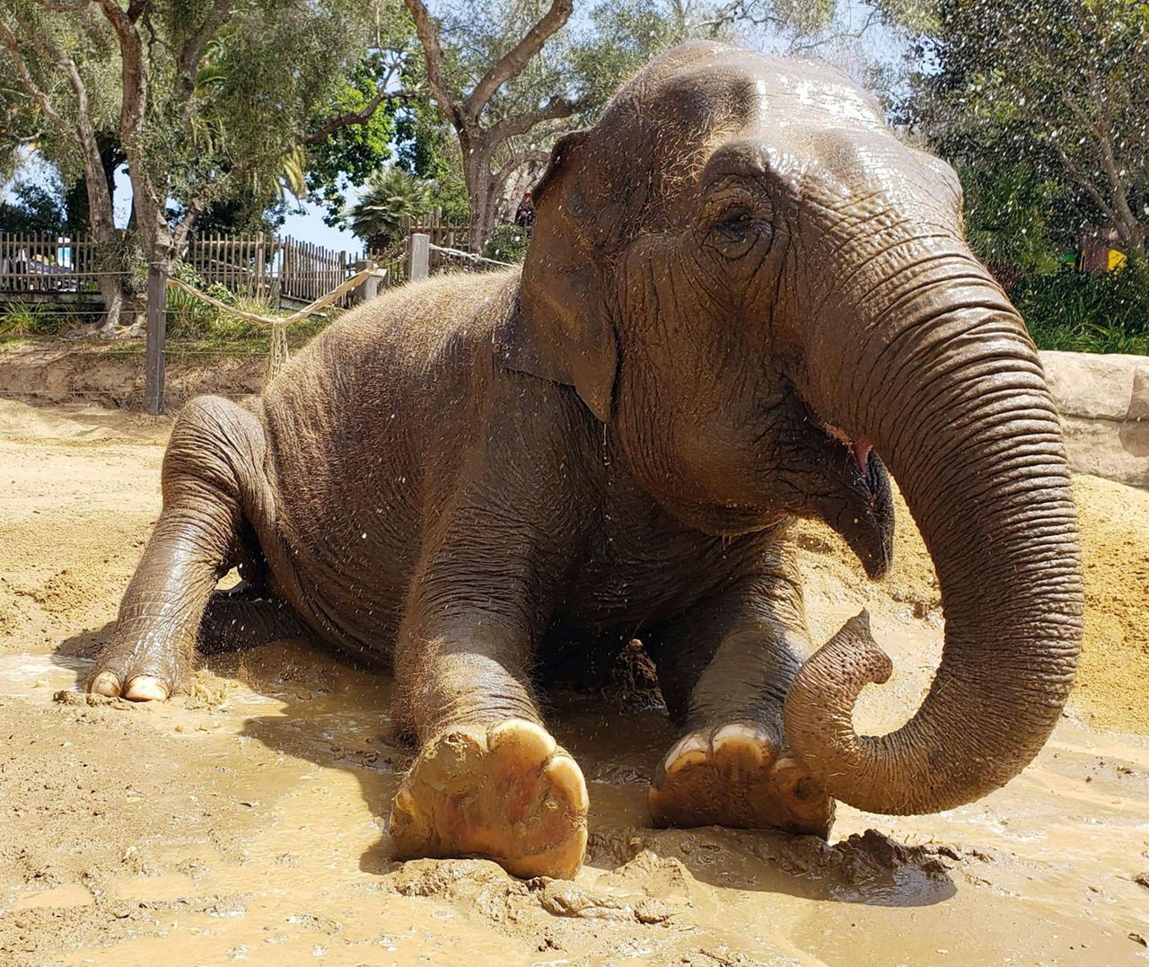 Santa Barbara Zoo's elderly elephant Little Mac euthanized