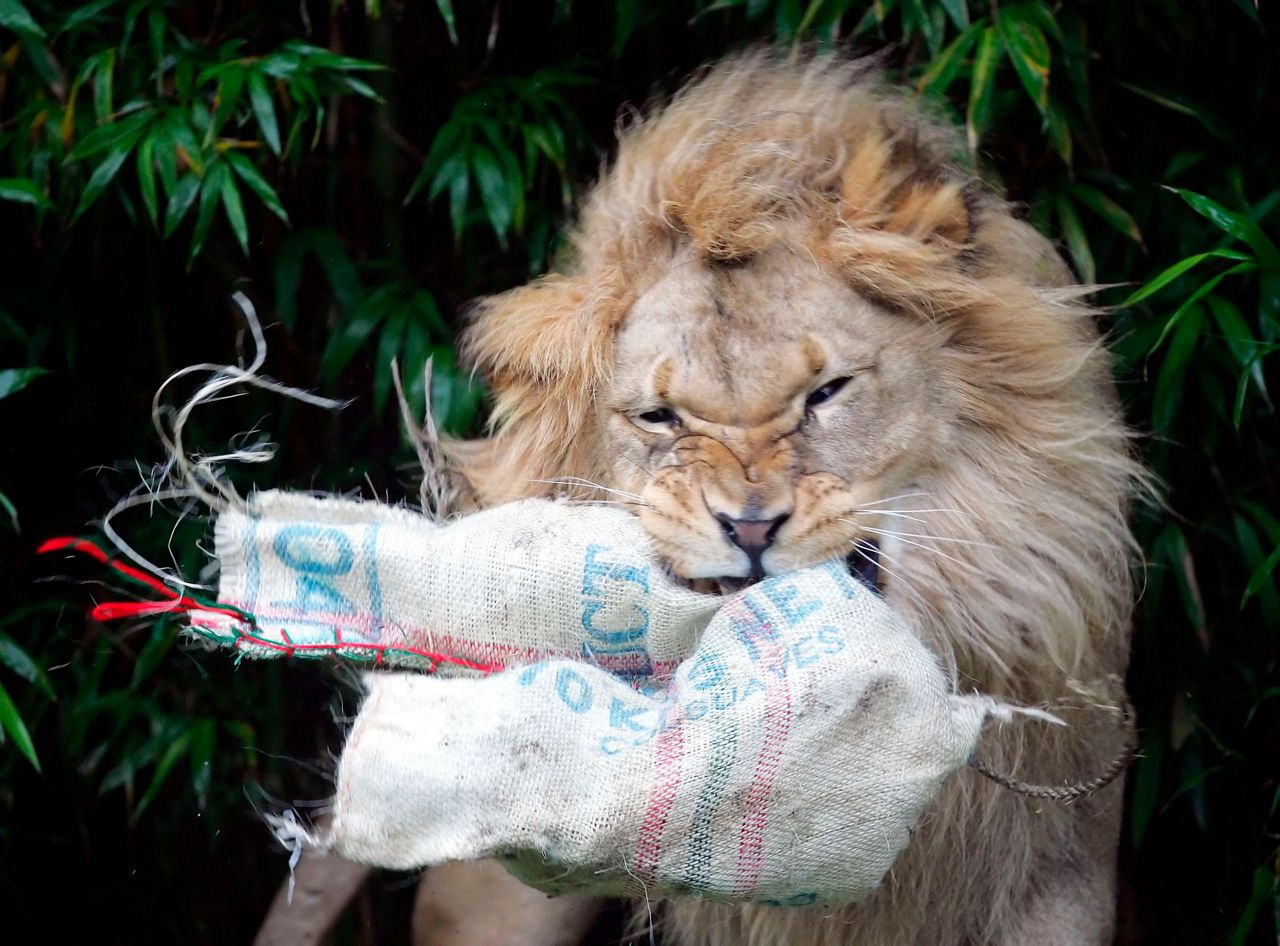 2 elderly African lions die at San Francisco, San Diego zoos