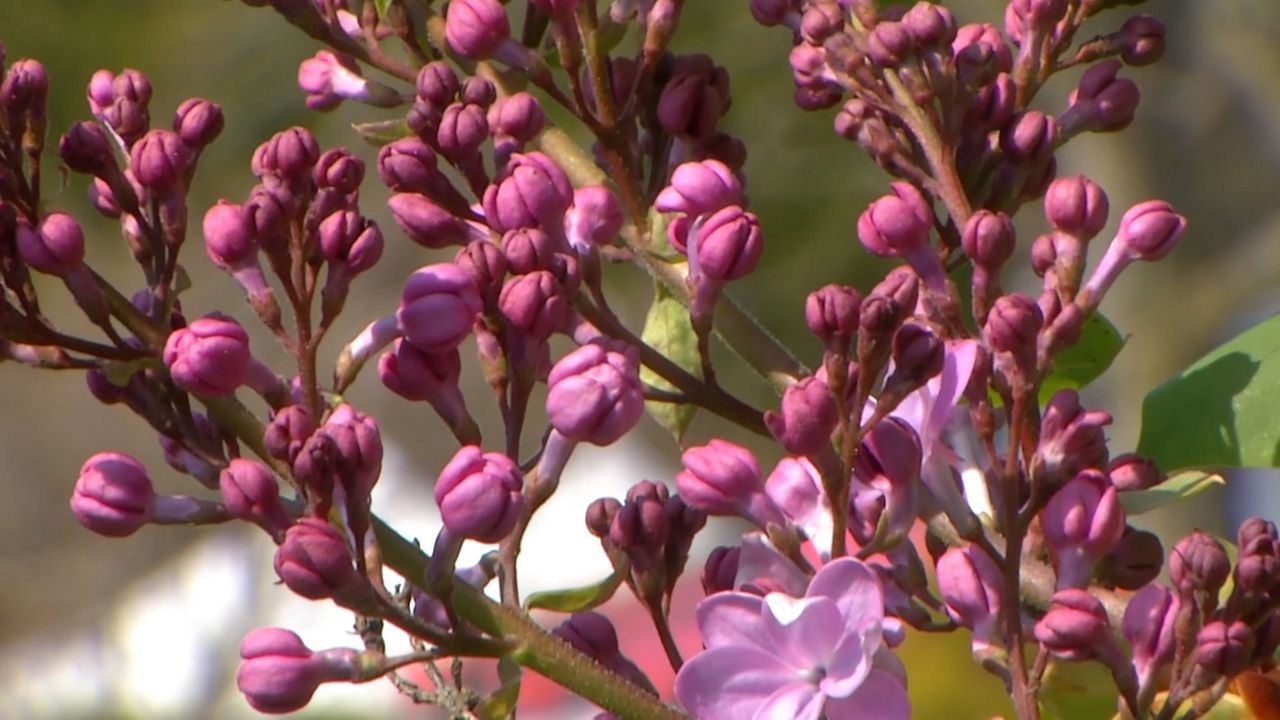 Best ways to find relief during allergy season