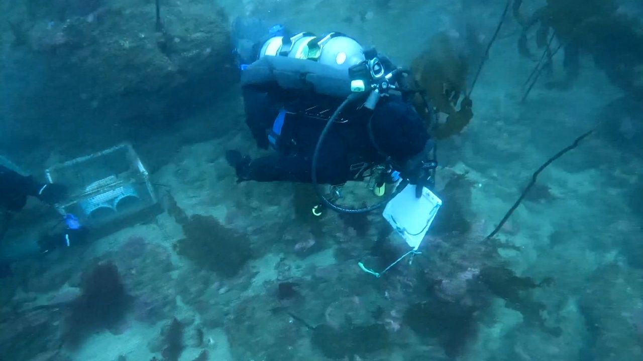 Nonprofit helps restore endangered abalone population