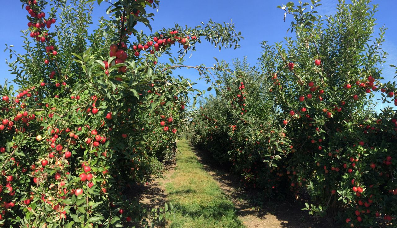 Apples are Just One Way Abbott Farms Educates Public on Agriculture