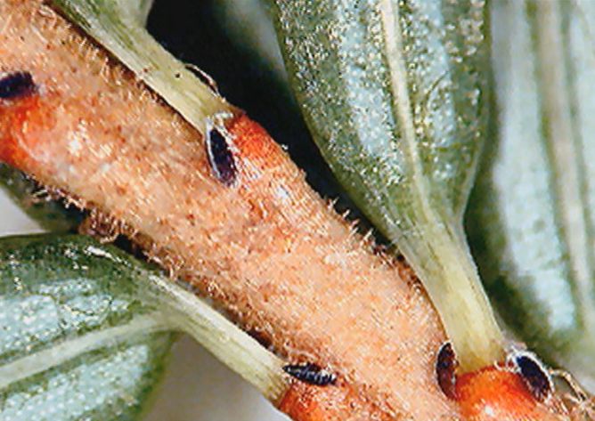 Experts: Hemlocks Suffering, Need to Prevent Spread of Adelgid Infestation