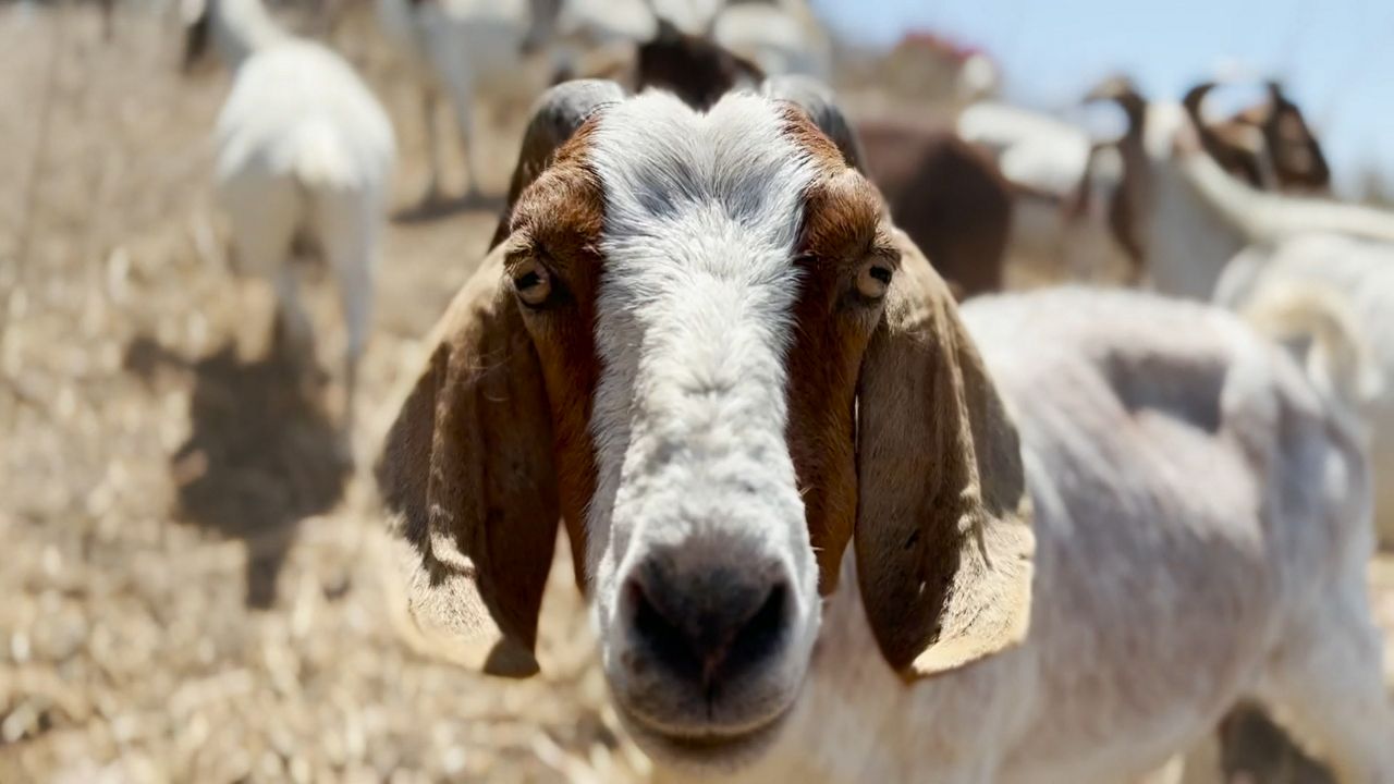 PV Peninsula Land Conservancy uses goats to clear brush