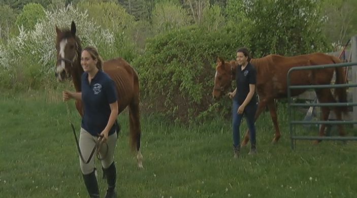 Abused Horse Shows Ugly Side of Horse Racing