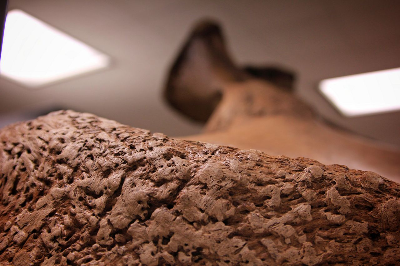 The history of the Cohoes Mastodon