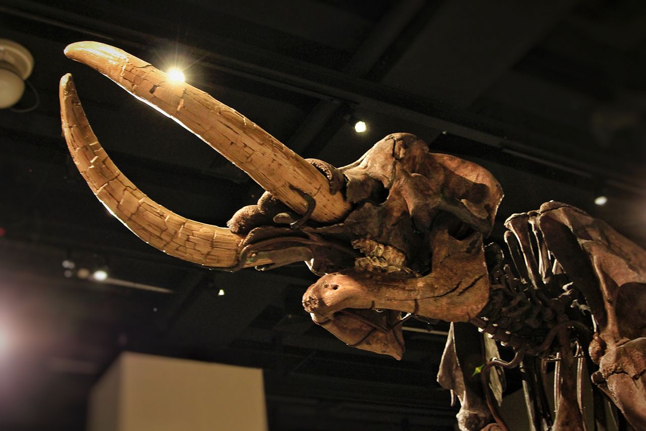 The history of the Cohoes Mastodon