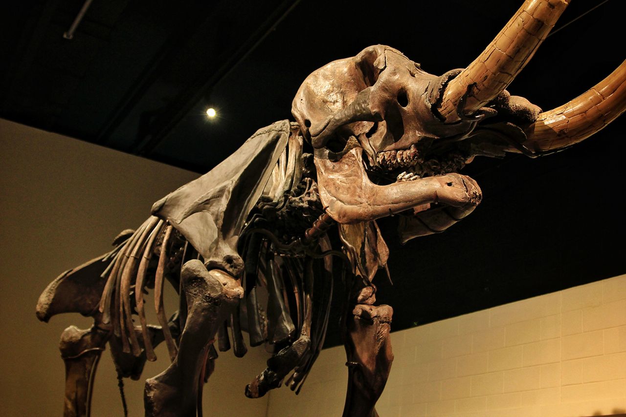 The history of the Cohoes Mastodon