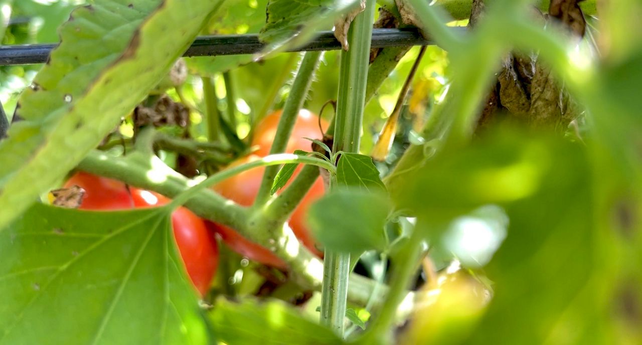 Rain brings joy and energy to Milwaukee community garden