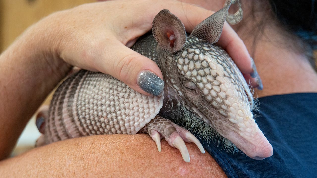 Experts say Kentucky’s armadillo population is on the rise
