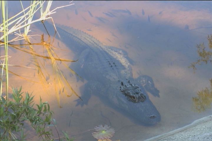 NC Wildlife Experts Weigh In on Florida Alligator Attack