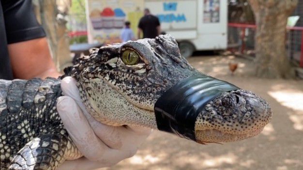 Alligator Found in San Antonio Neighborhood Finds Temporary Home in Zoo